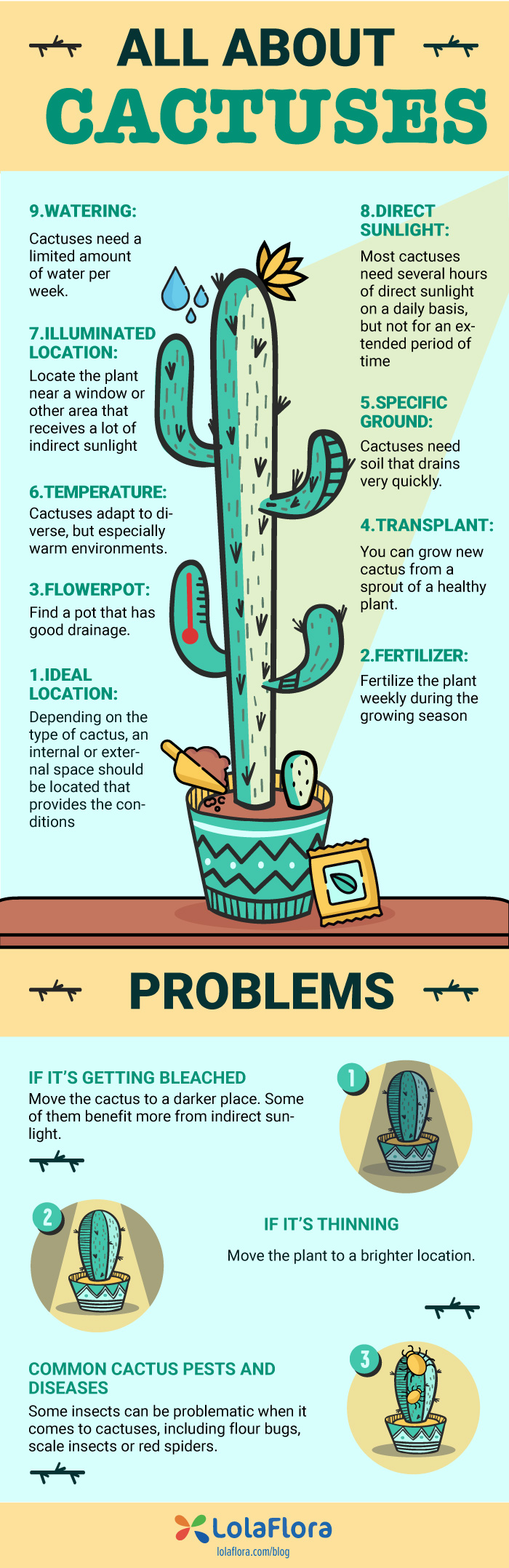 Infographic- Tips for Growing a Healthy Cactus – Blog Lolaflora