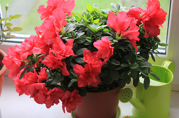 How to care for Azaleas – Blog Lolaflora