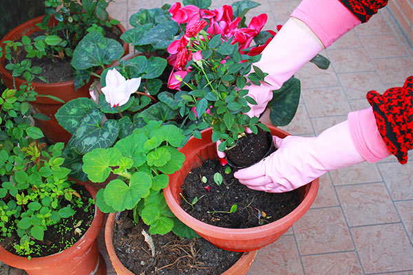 How to Take Care of Roses – Blog Lolaflora