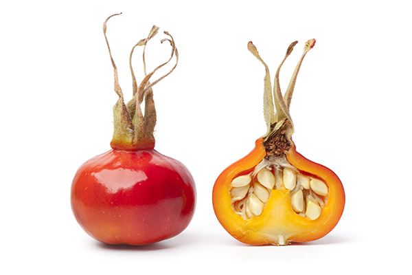 How to Plant the Seeds of Roses – Blog Lolaflora