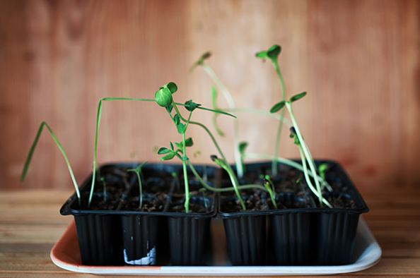 How to Plant the Seeds of Roses – Blog Lolaflora