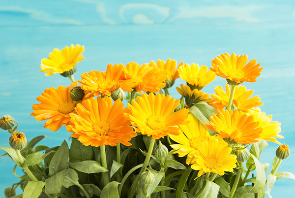 Birth Flower of October: Calendula – Blog Lolaflora